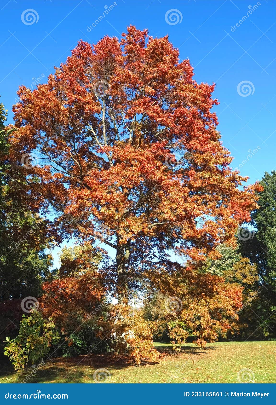 Colors of Autumn Fall: Red Scarlet Oak Tree Querus Coccinea Stock Image ...