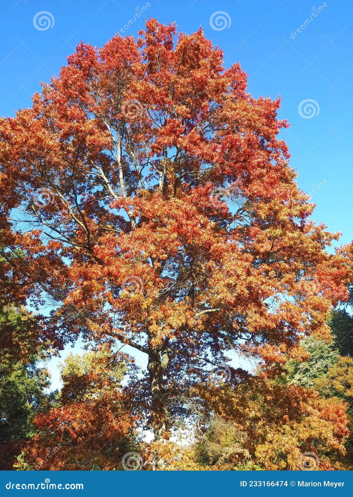 Colors of Autumn Fall: Red Scarlet Oak Tree Querus Coccinea Stock Photo ...