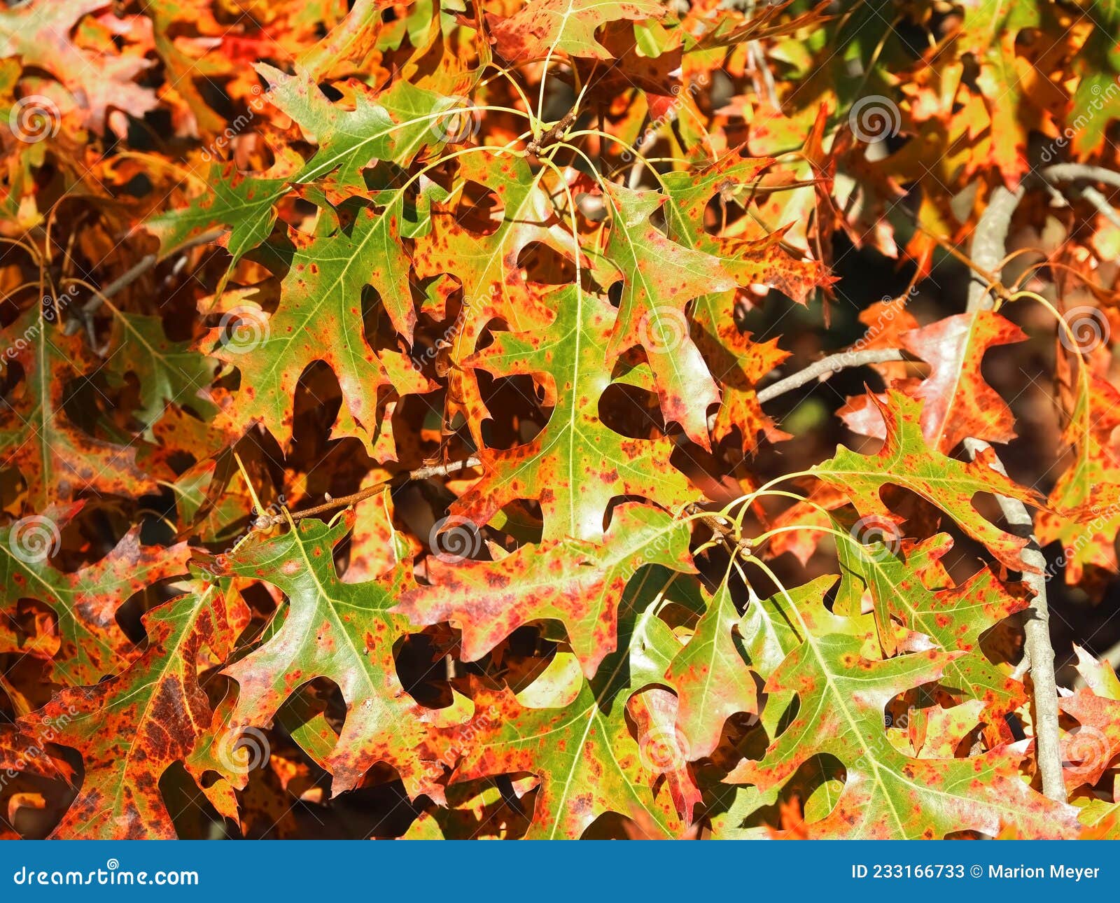 Colors of Autumn Fall: Red Scarlet Oak Tree Querus Coccinea Stock Image ...