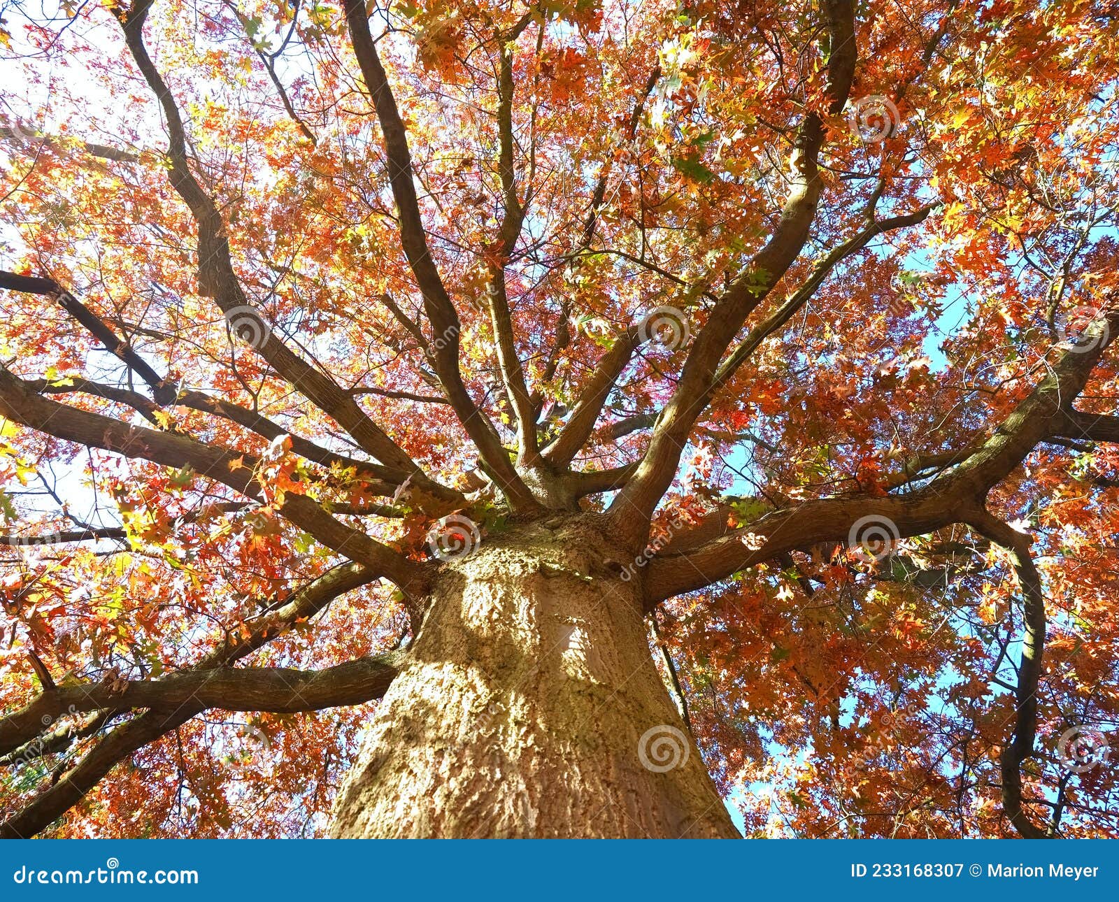 Colors of Autumn Fall: Red Scarlet Oak Tree Querus Coccinea Stock Image ...