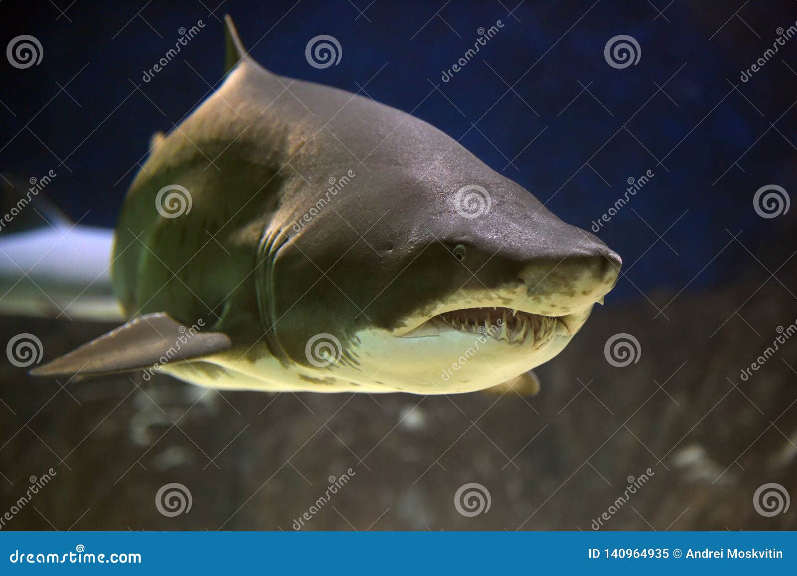 A big scary fish stock image. Image of teeth, captivity - 140964935