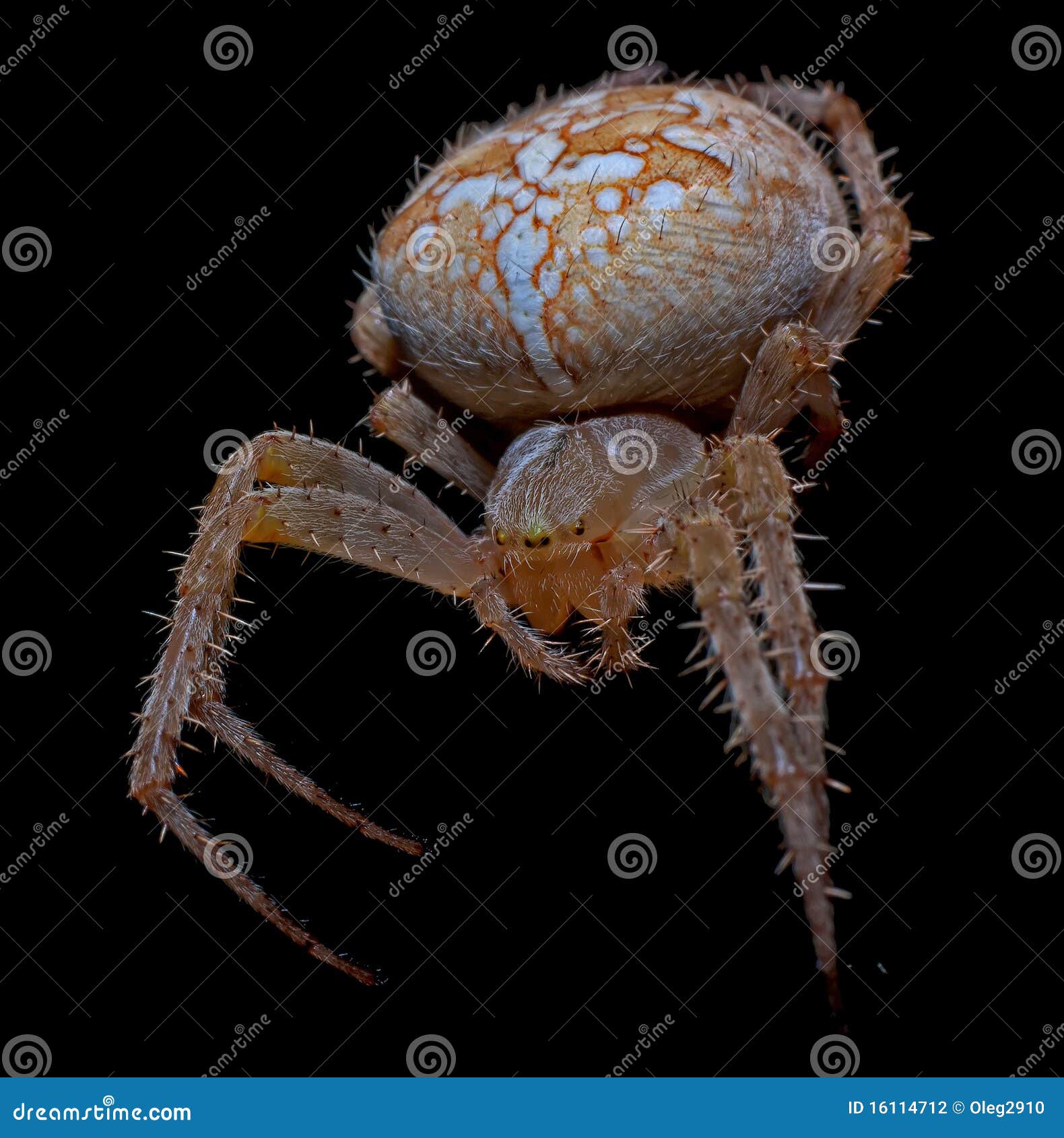 Big scary spider stock photo. Image of wildlife, insect - 16114712