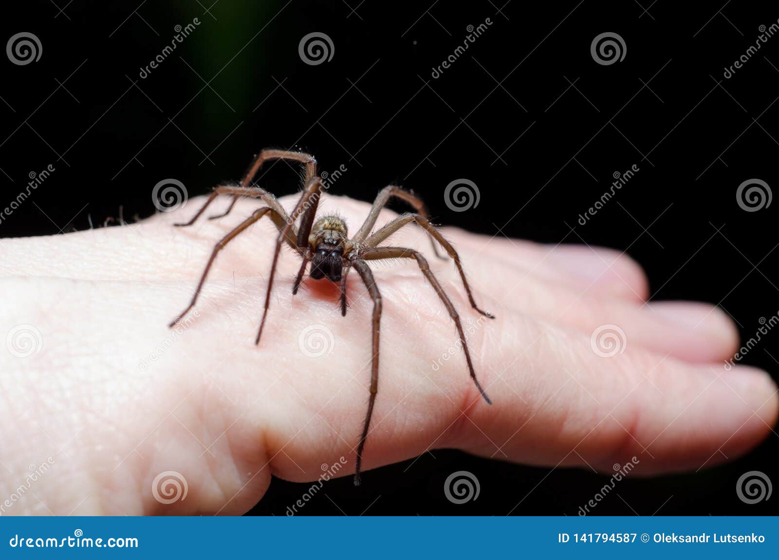 Big Scary Looking Spiders