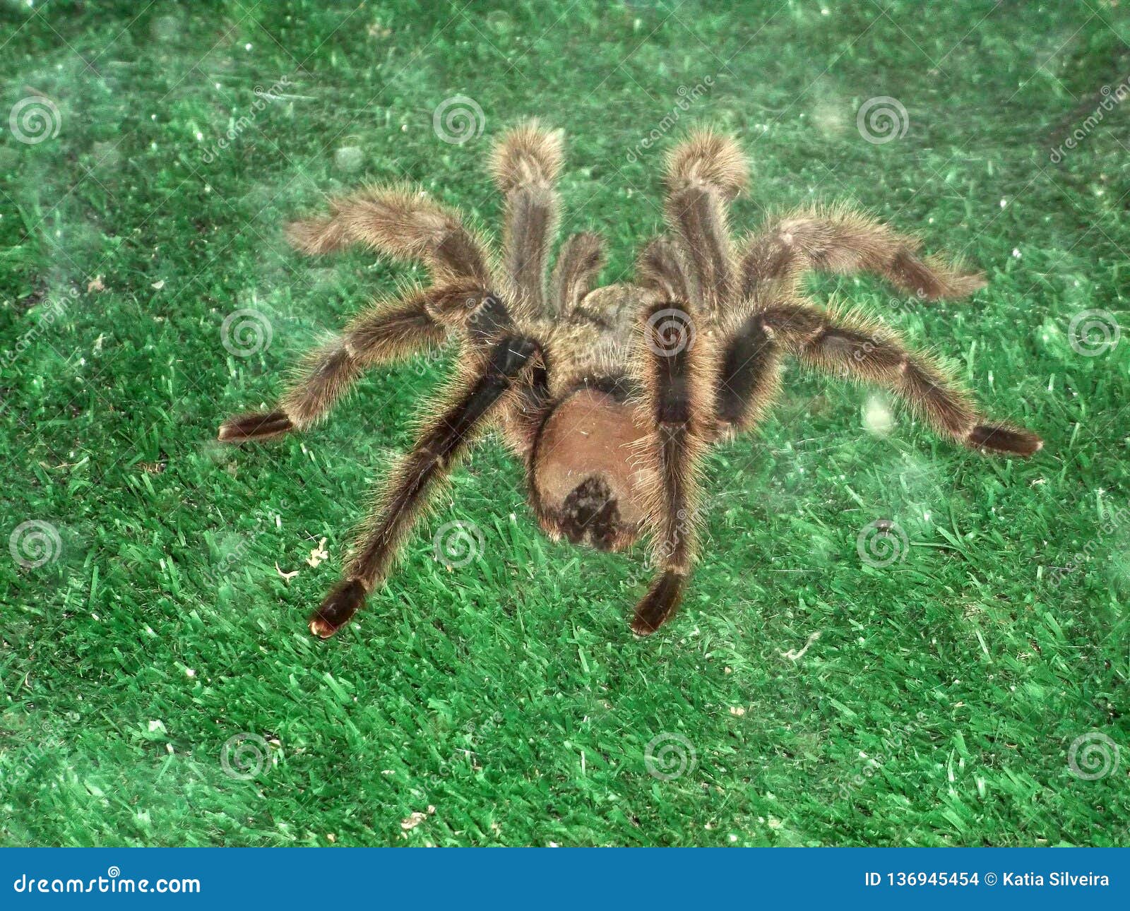 Big and scary tarantula stock photo. Image of scary - 136945454