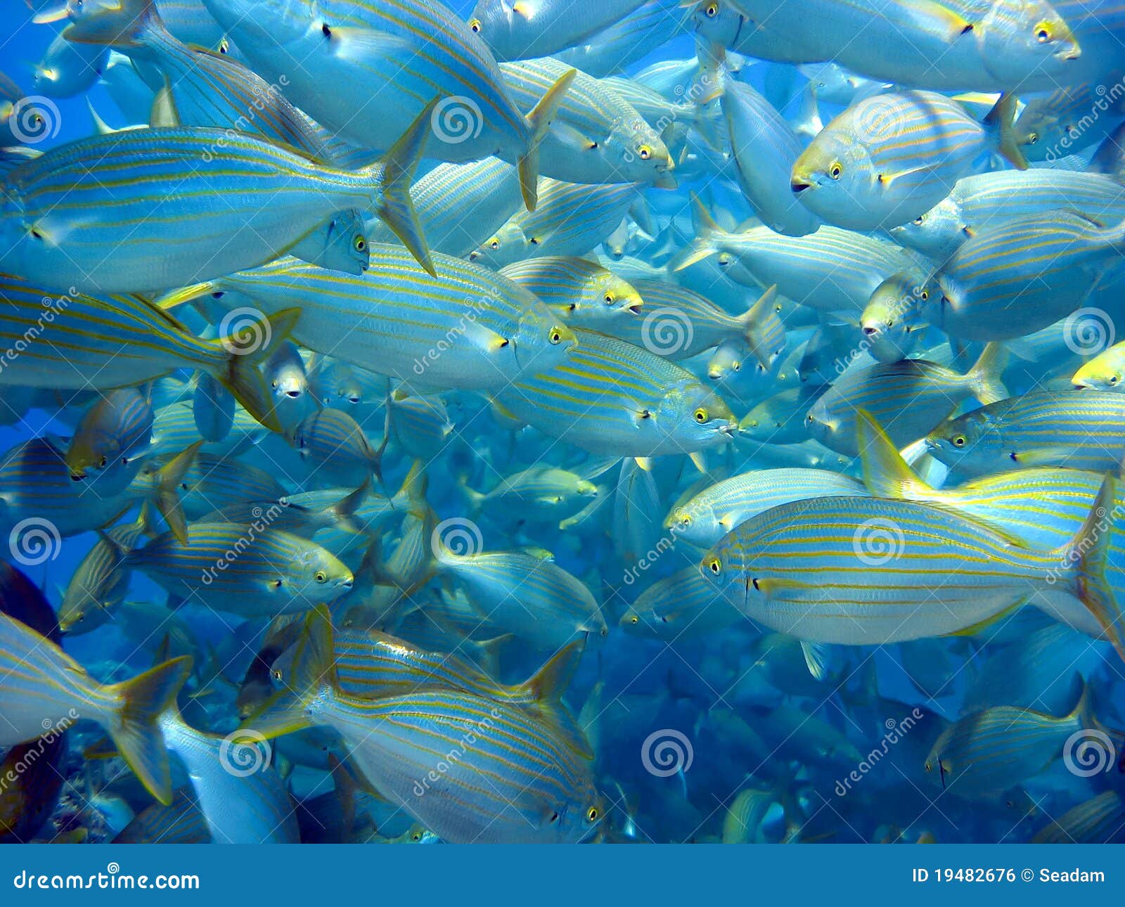 Big school of fish stock photo. Image of diving, scuba - 19482676