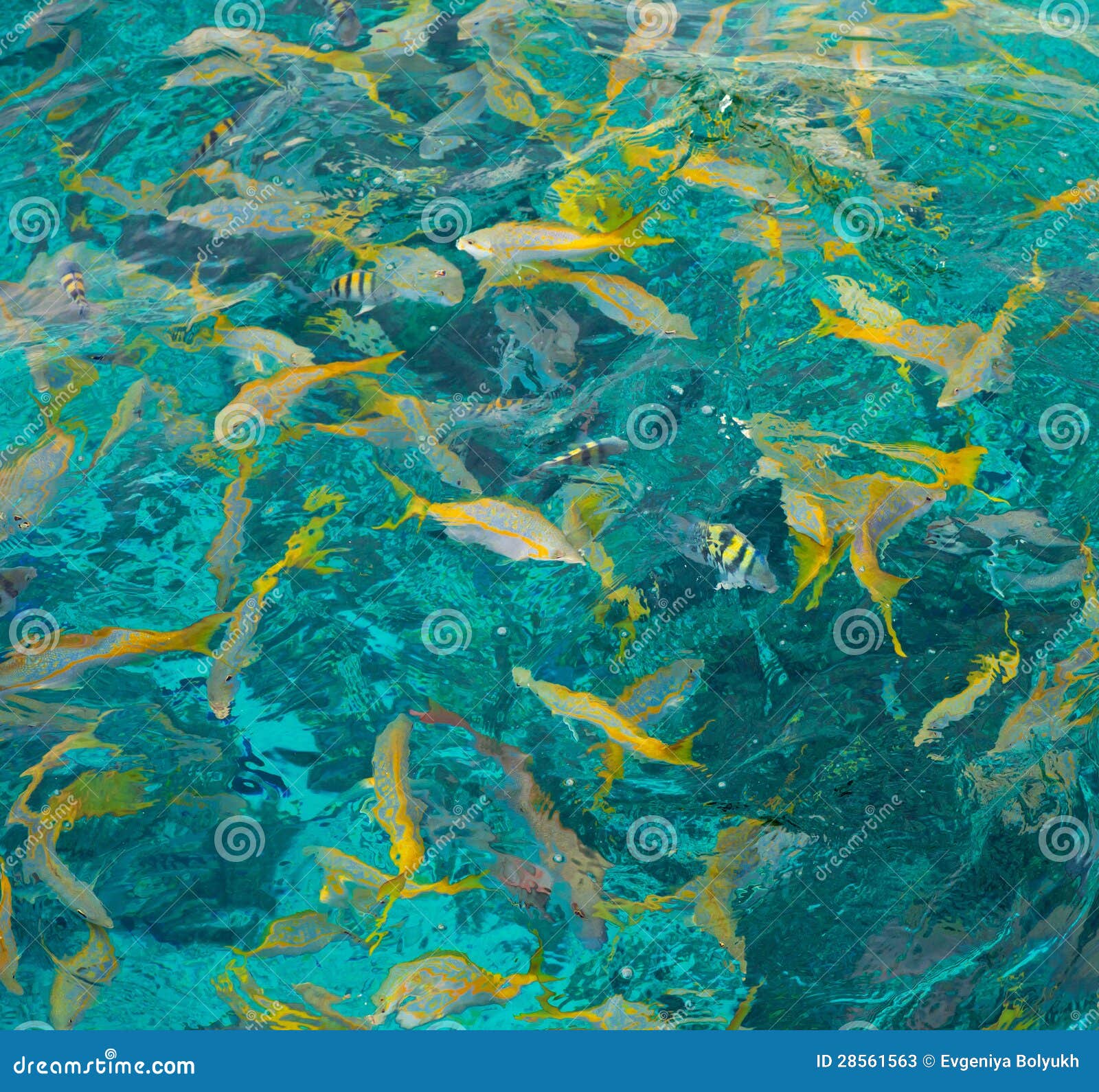 Big school of fish stock image. Image of saltwater, colorful - 28561563