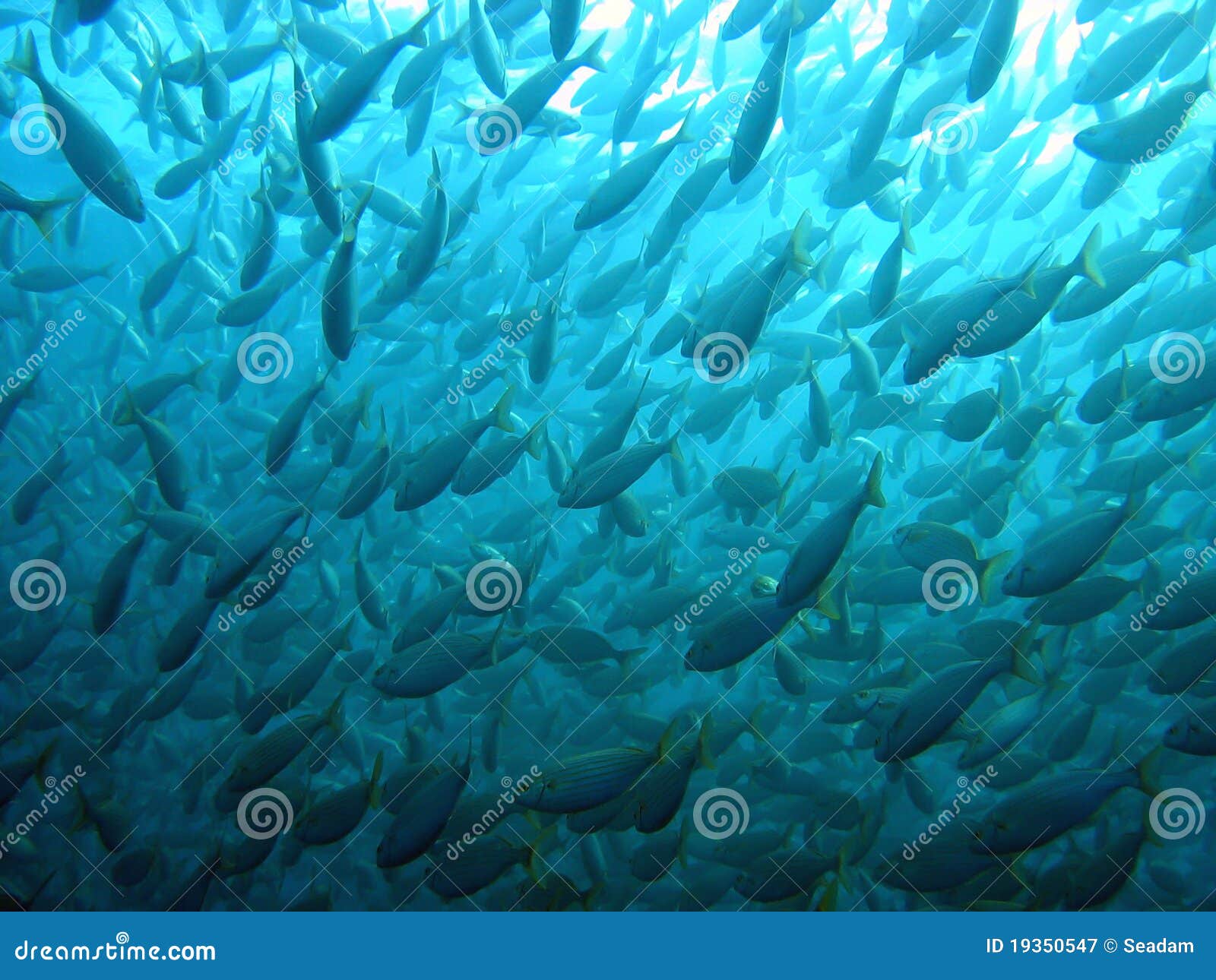 Big school of Karanteen stock image. Image of deep, diving - 19350547