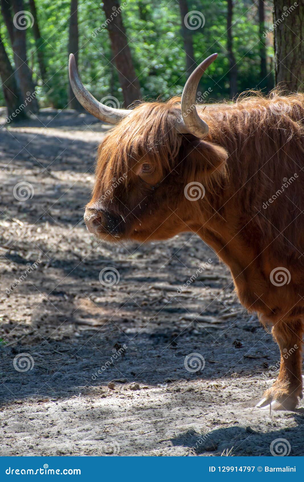 Big Scottish Brown Hairy Yak Cattle Close Up Stock Image - Image of ...