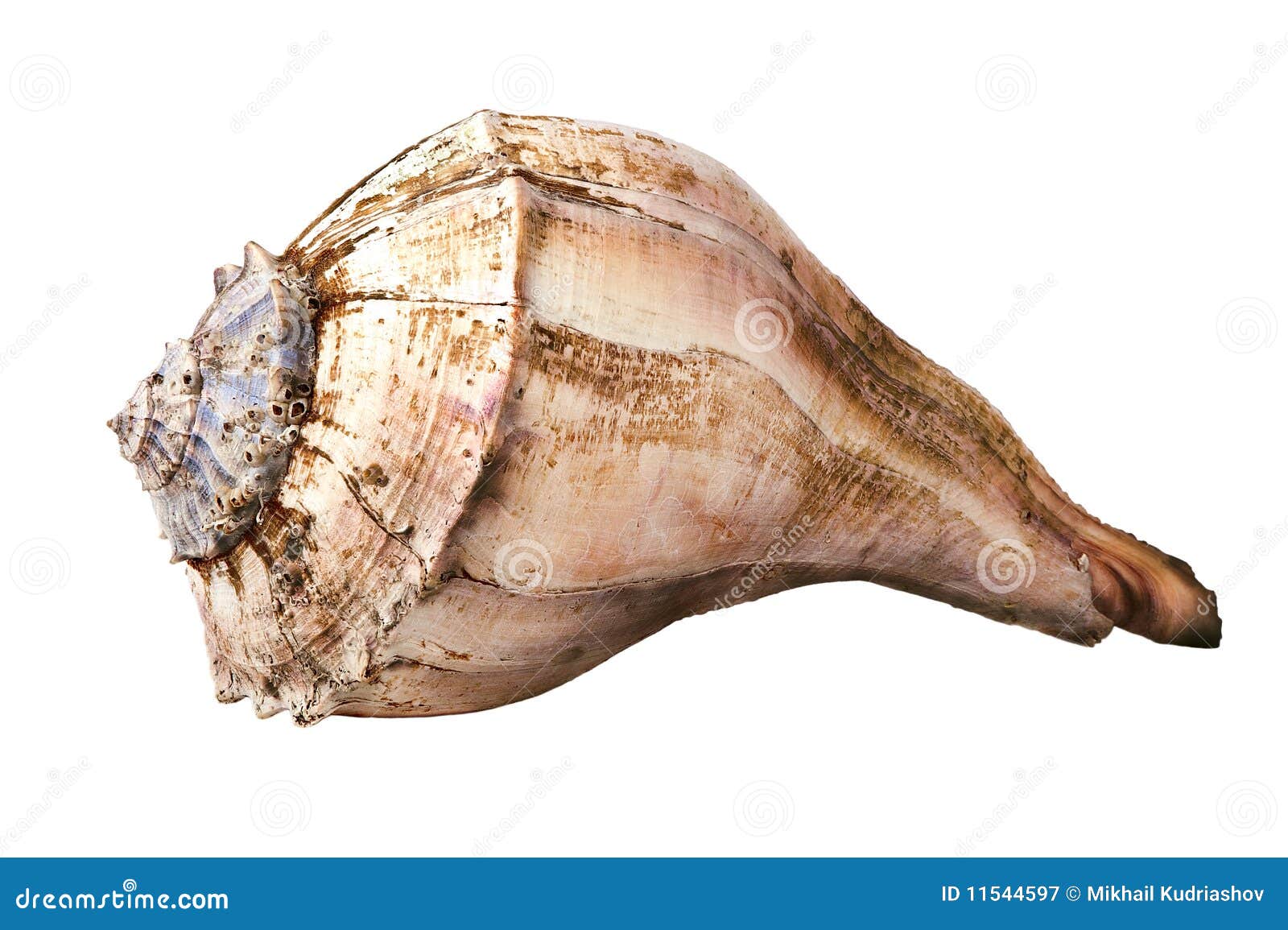 Big sea conch stock image. Image of brown, nature, color - 11544597