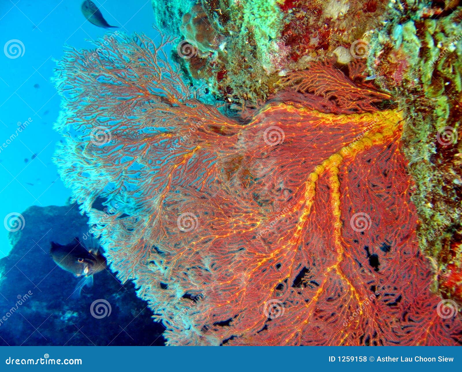 Big Sea Fan stock photo. Image of marine, seascape, fish - 1259158