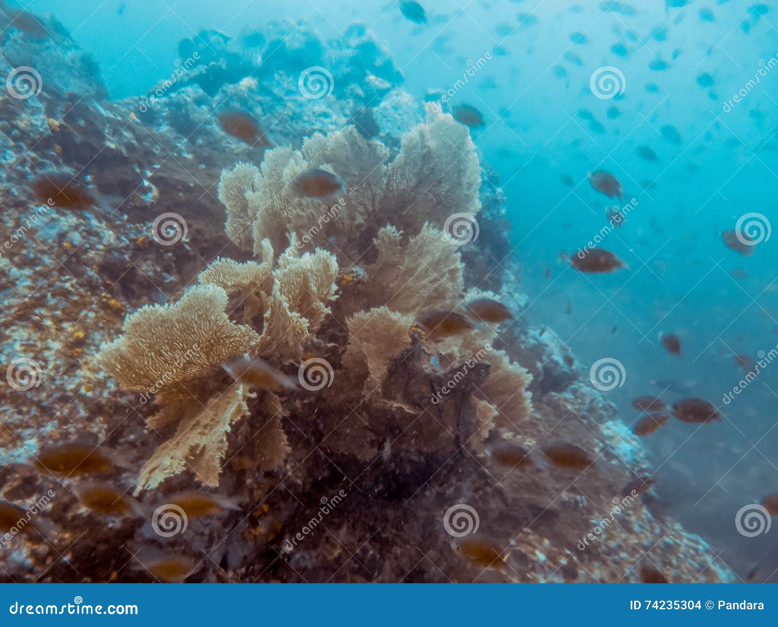 Big Sea Fan in Myanmar Divesite Stock Photo - Image of colorful, water ...