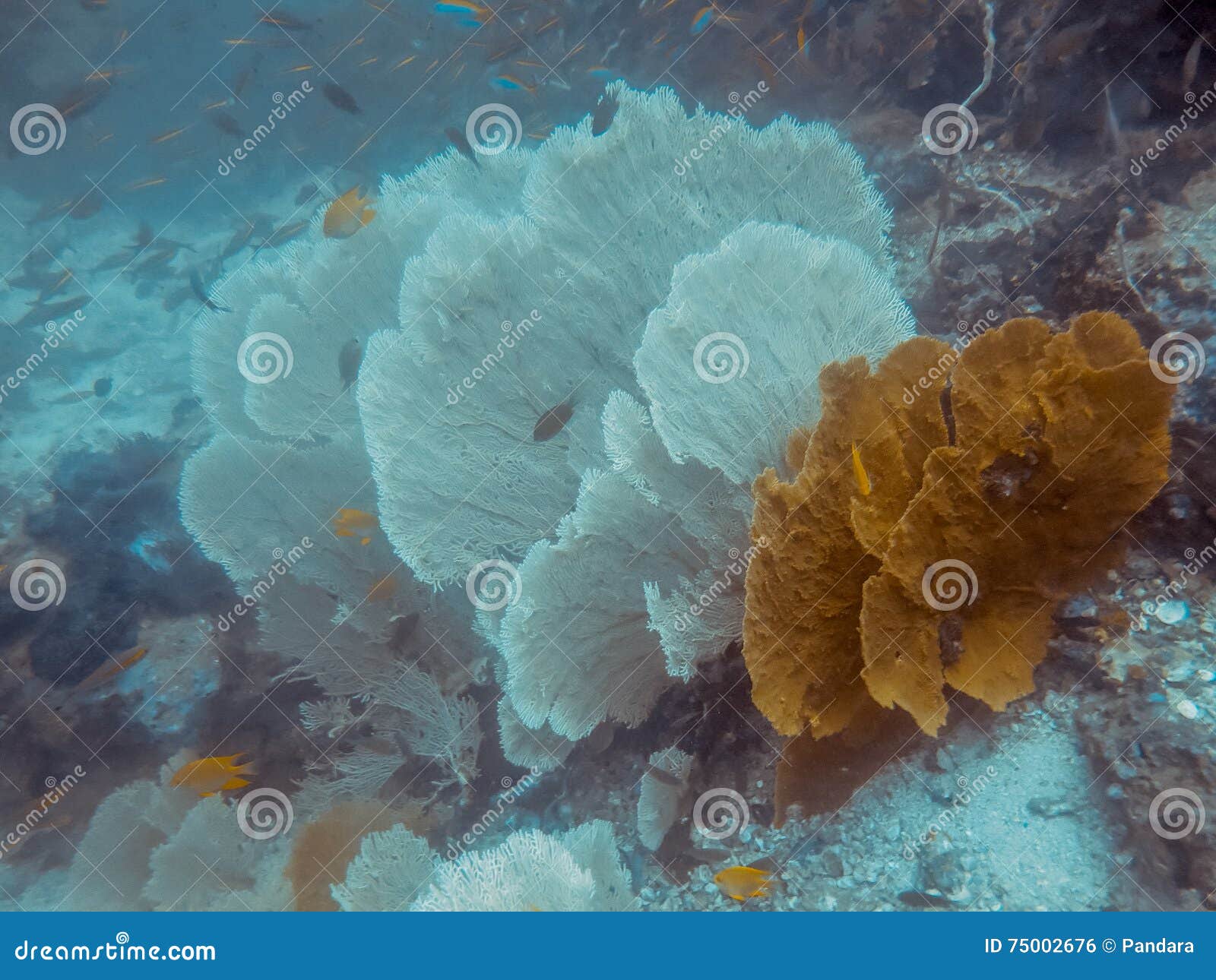 Big Sea Fan in Myanmar Divesite Stock Photo - Image of asia, tropical ...