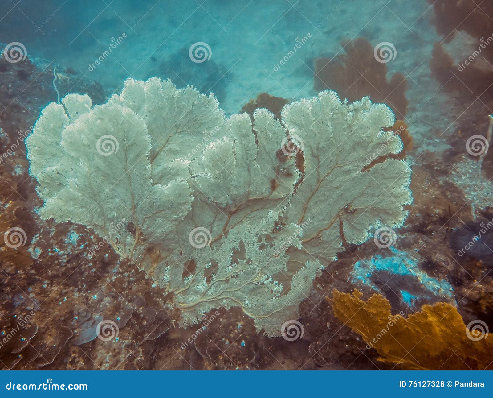 Big Sea Fan in Myanmar Divesite Stock Photo - Image of anemone, seafan ...