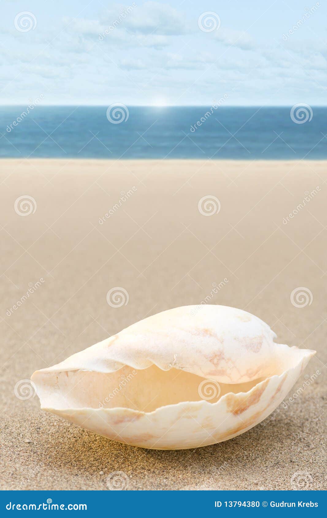 Melo Melo Sea Shell Photos - Free & Royalty-Free Stock Photos from ...