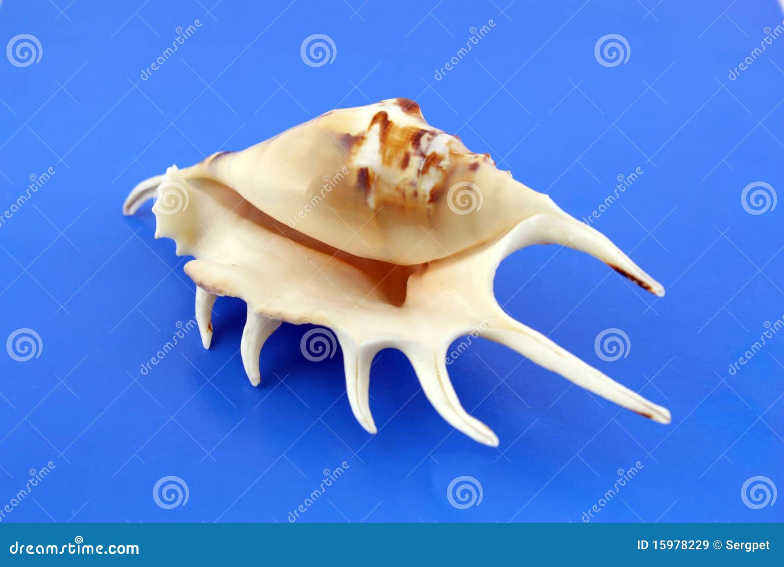 Big sea shell stock image. Image of beauty, fibonacci - 15978229