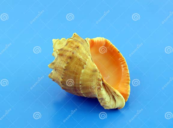 Big sea shell stock image. Image of mollusk, shell, shape - 16107349