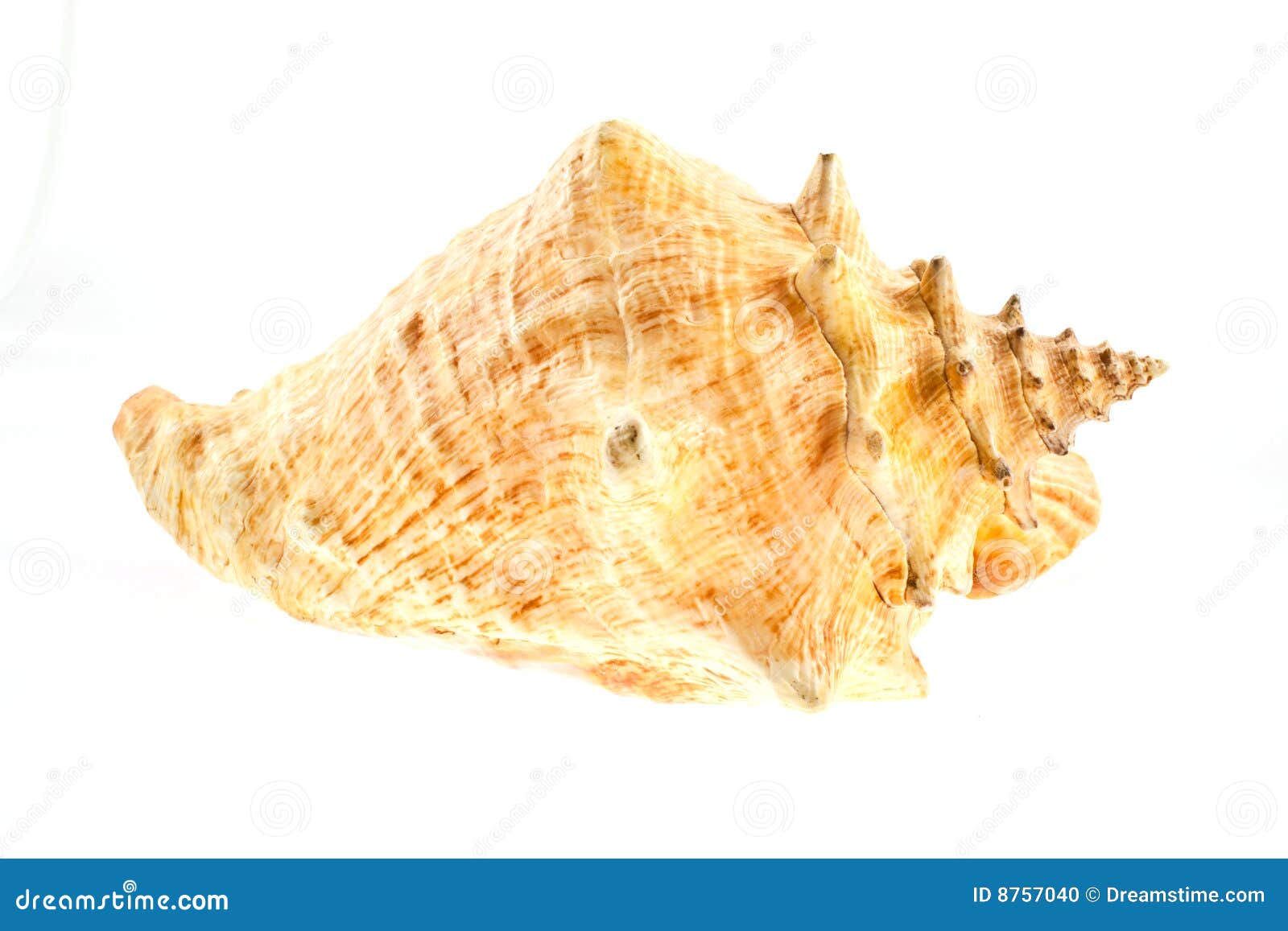 Big sea shell stock photo. Image of traveling, tropic - 8757040