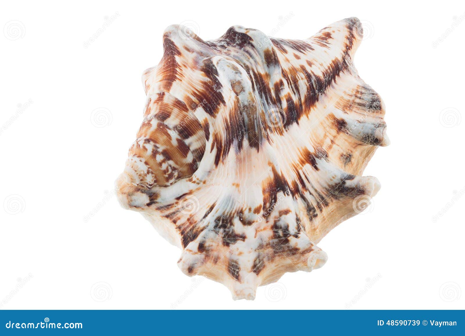 Big Sea Shell with Brown and White Colour Stock Image - Image of exotic ...