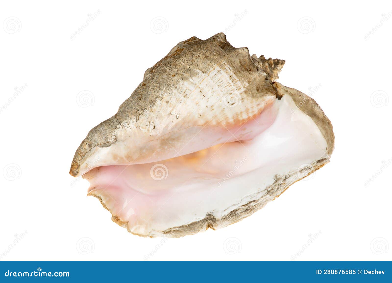 Big Sea Shell, Conch, Isolated on White Background Stock Image - Image ...