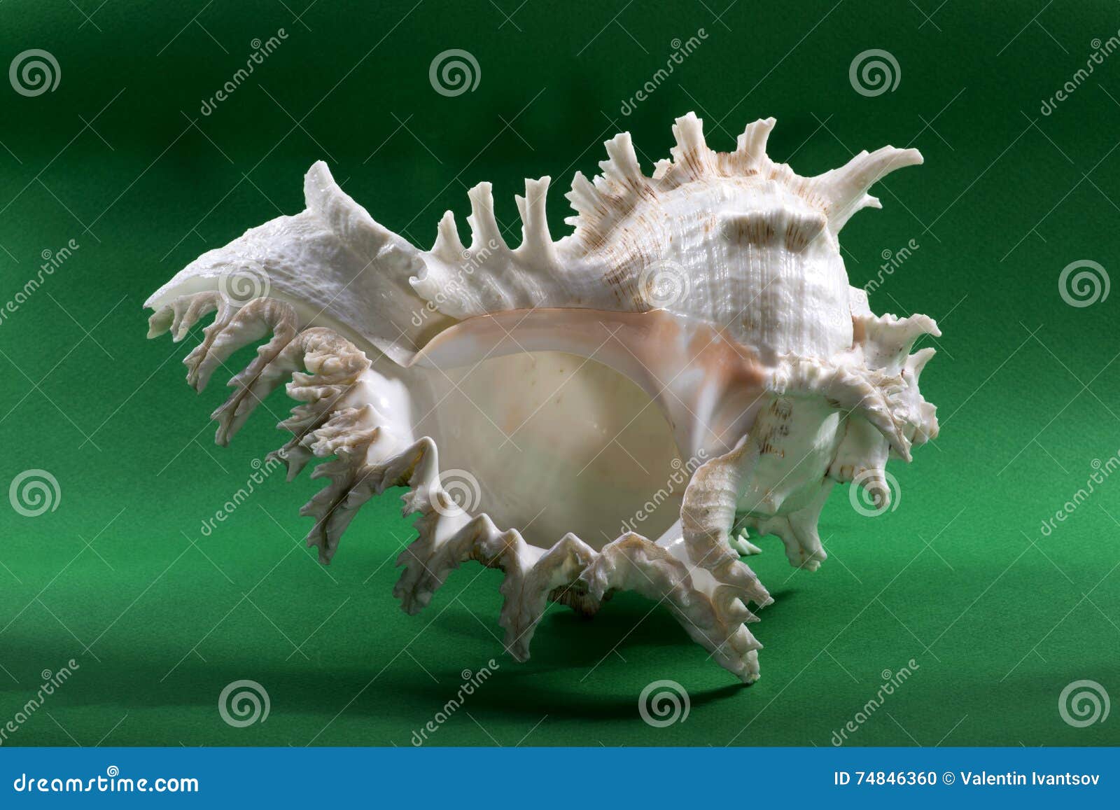 Big Sea shell stock photo. Image of layer, souvenir, background - 74846360