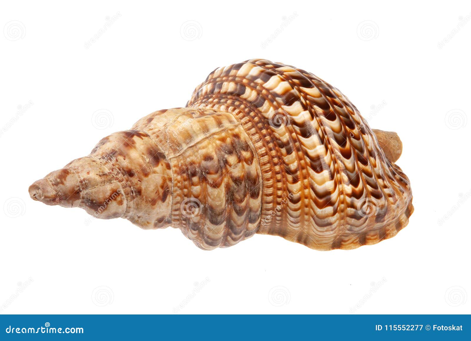 Big Sea Shell stock image. Image of single, marine, shell - 115552277