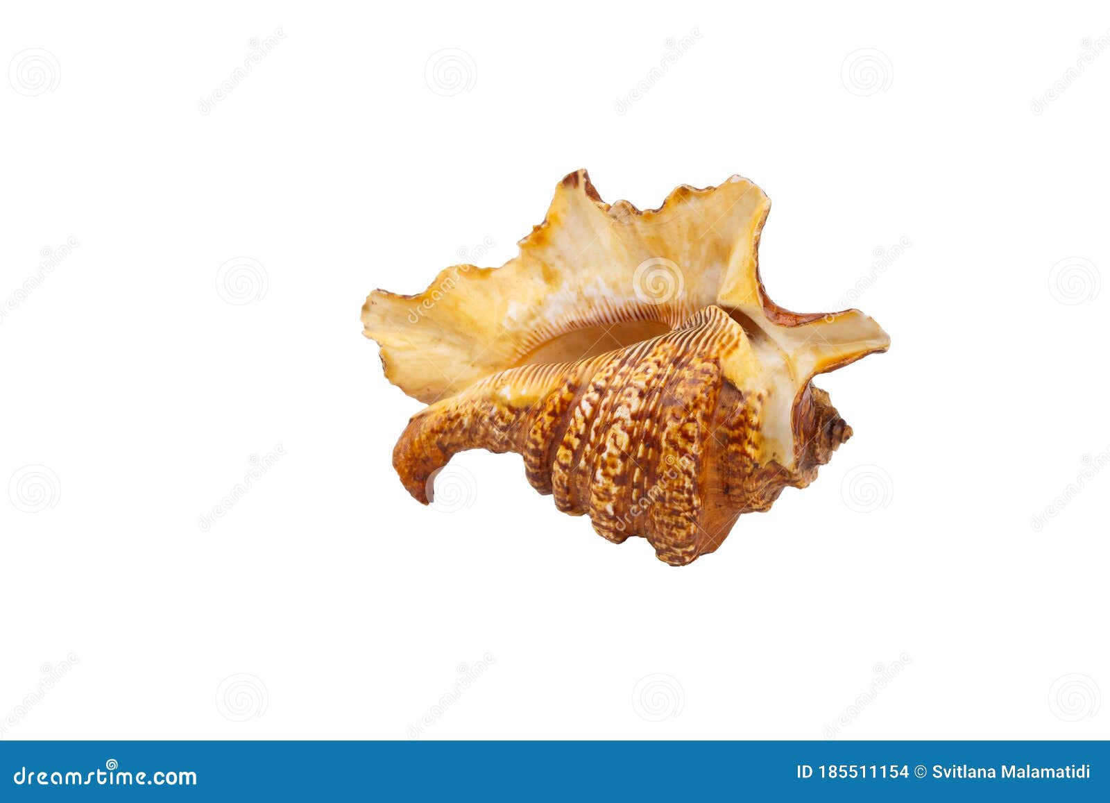 Big sea shell stock photo. Image of vacation, decoration - 185511154