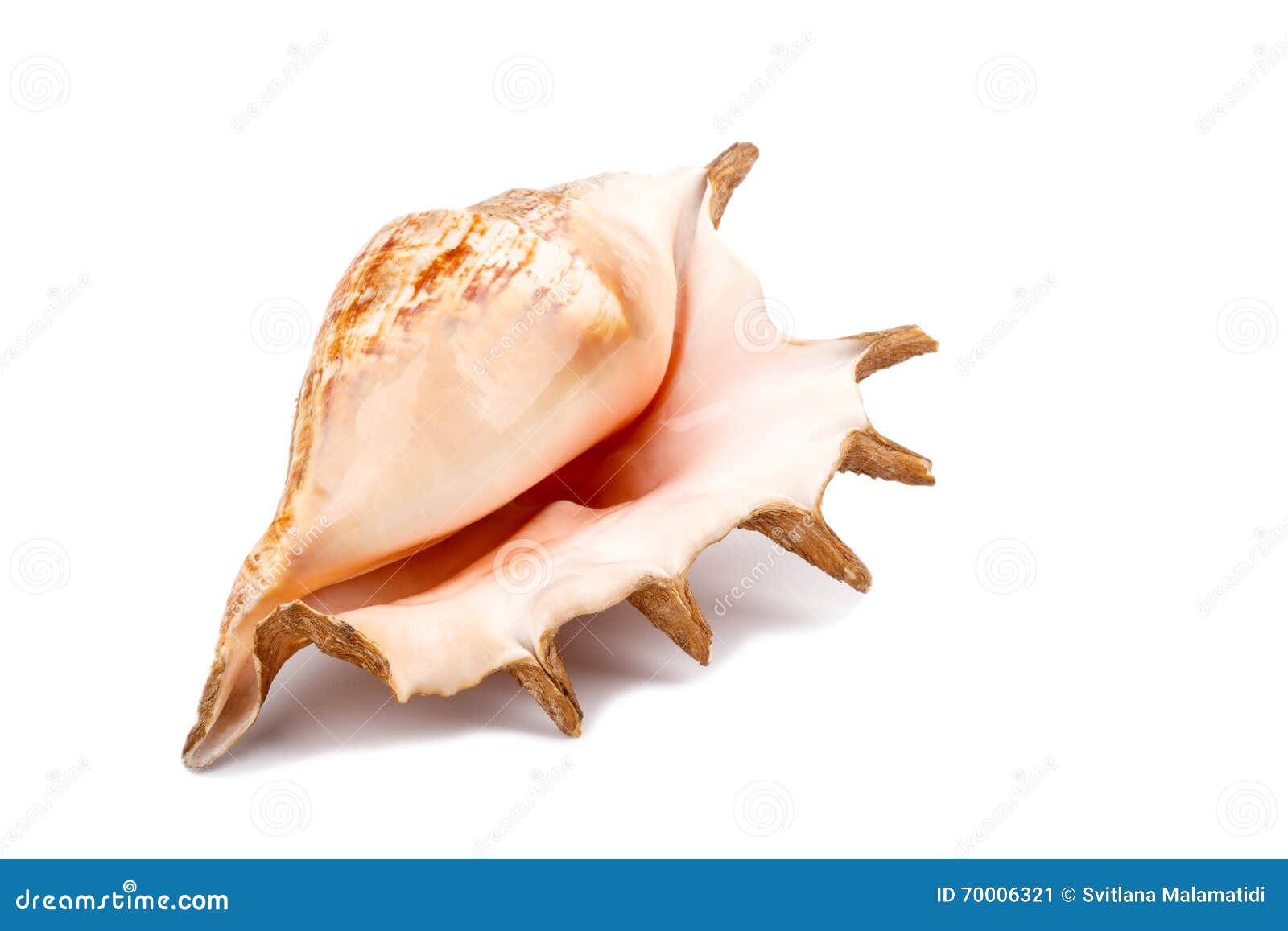 Big sea shell stock image. Image of shore, marine, nature - 70006321
