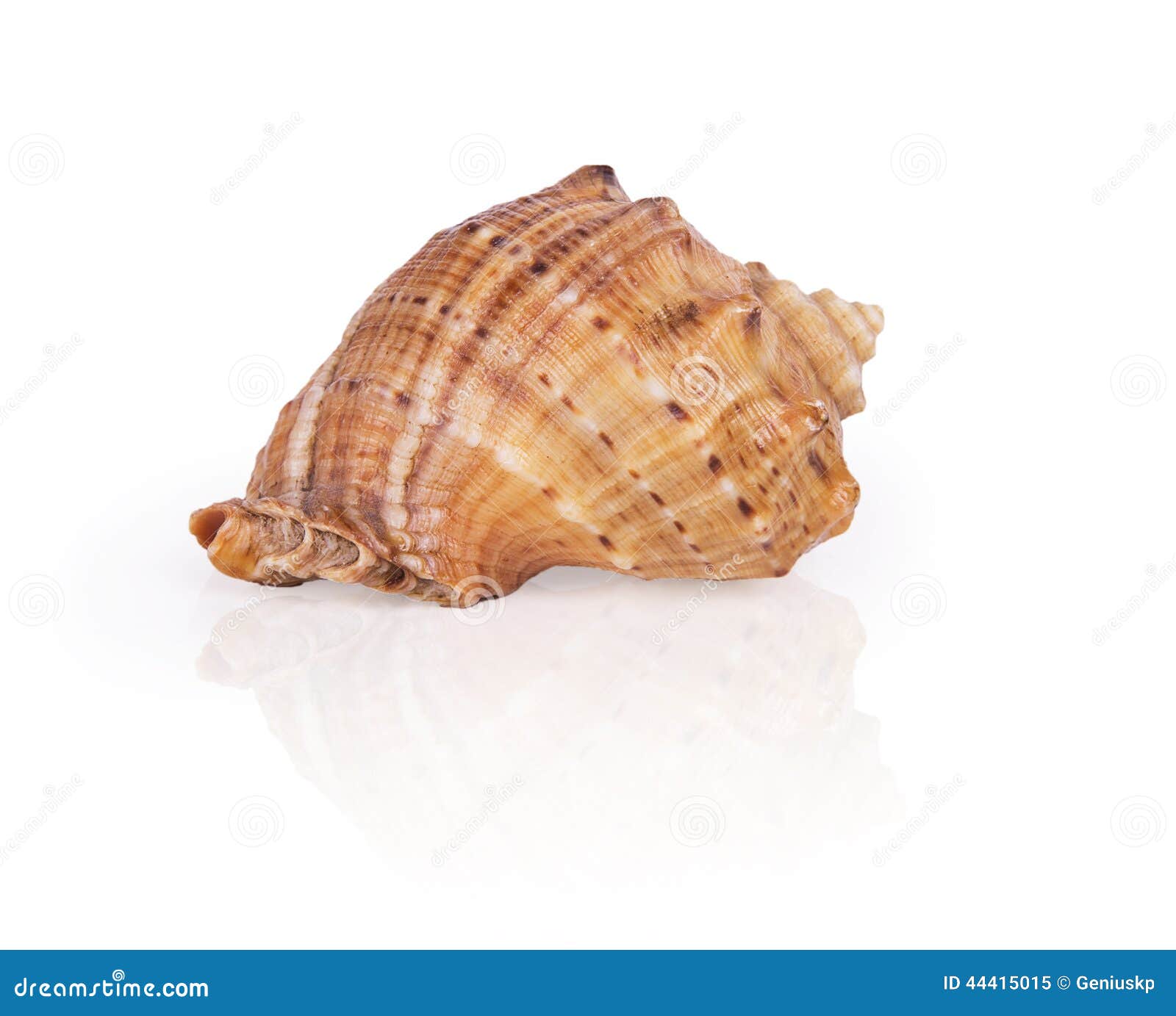 Big sea shell stock image. Image of contour, marine, ornament - 44415015