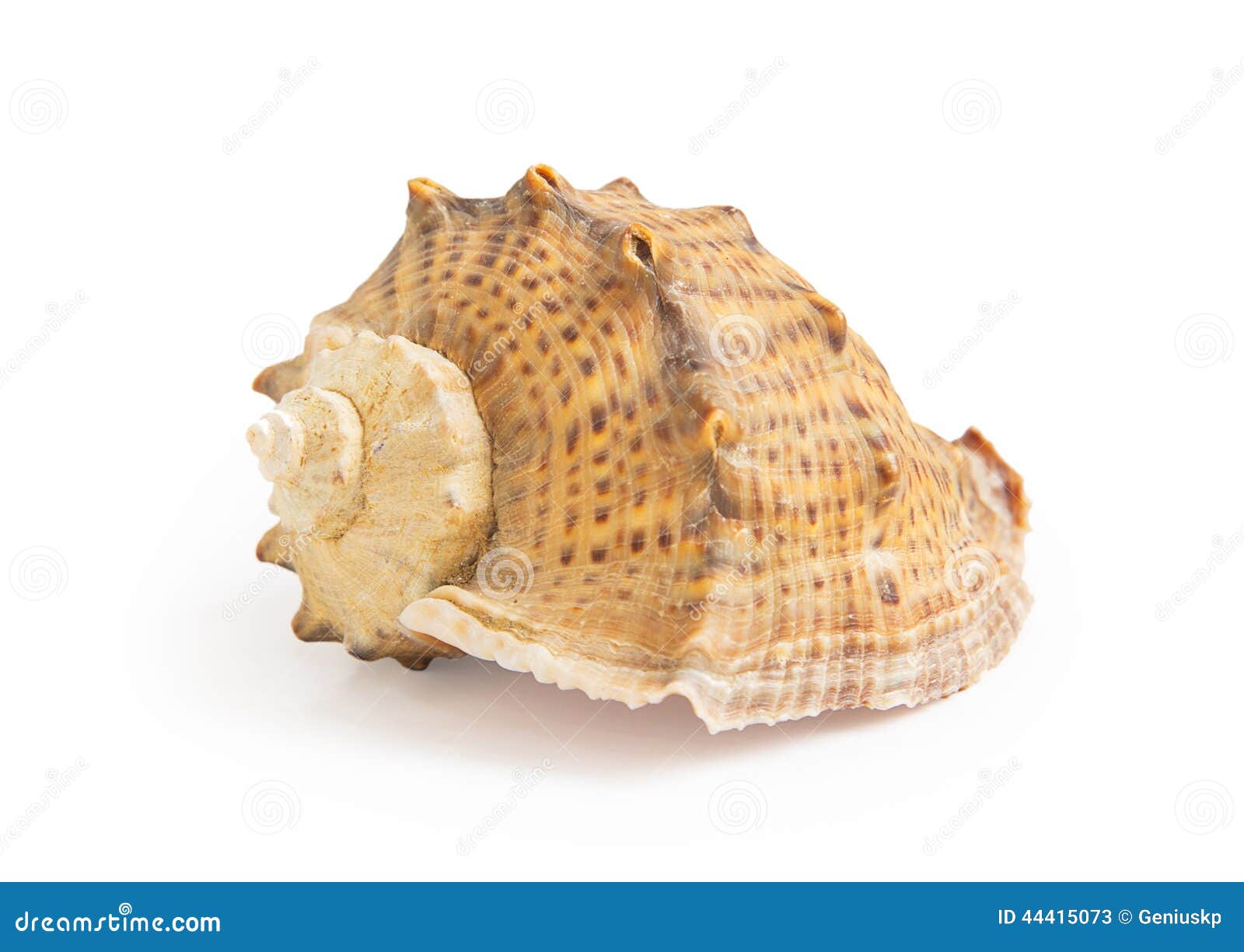 Big sea shell stock image. Image of color, close, cockleshell - 44415073