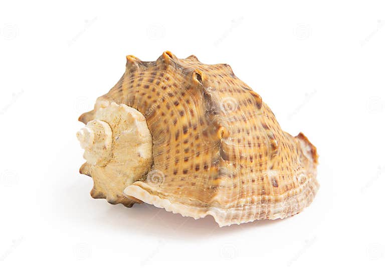 Big sea shell stock image. Image of color, close, cockleshell - 44415073