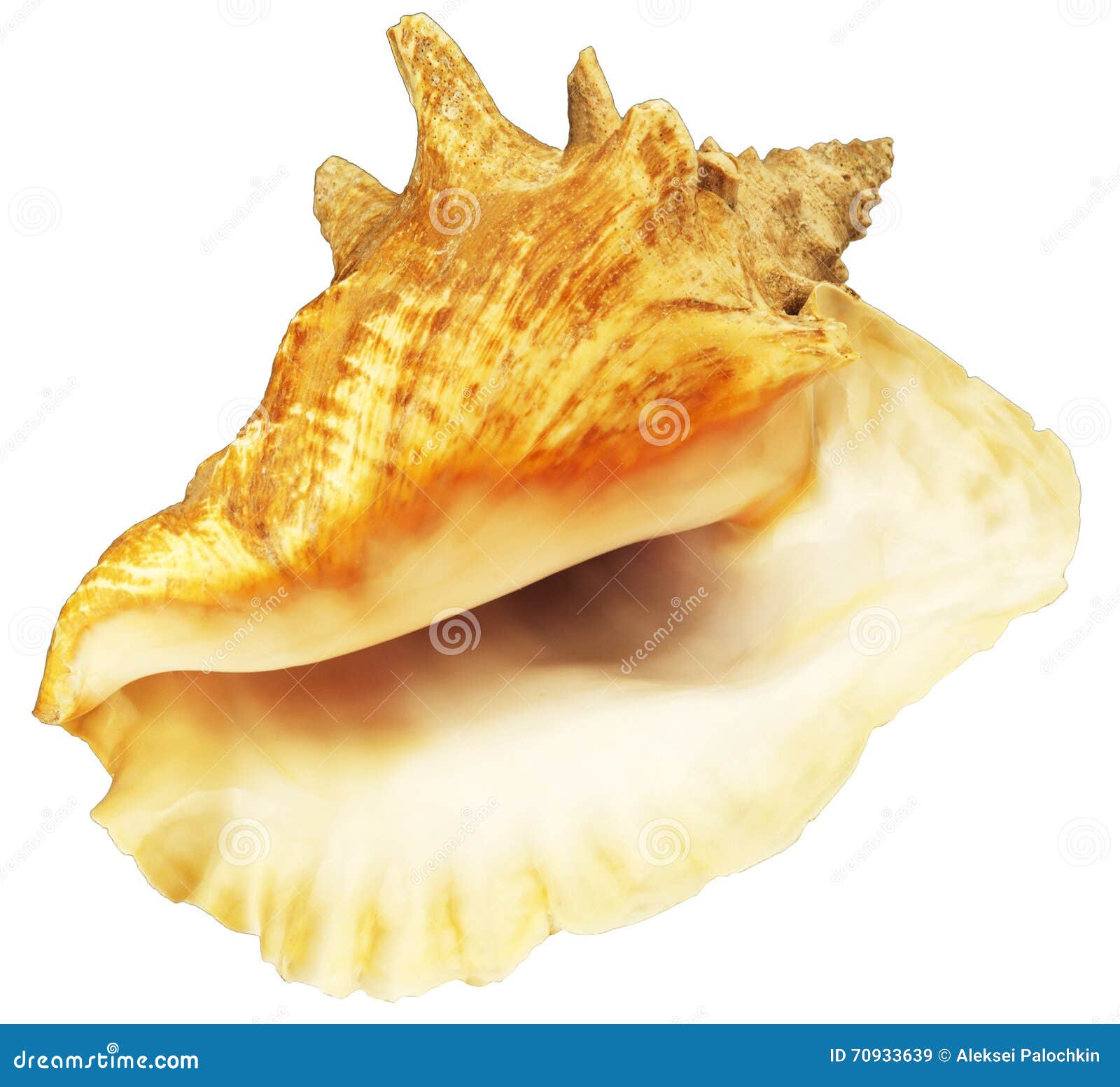 Big sea shell isolated stock image. Image of scallop - 70933639