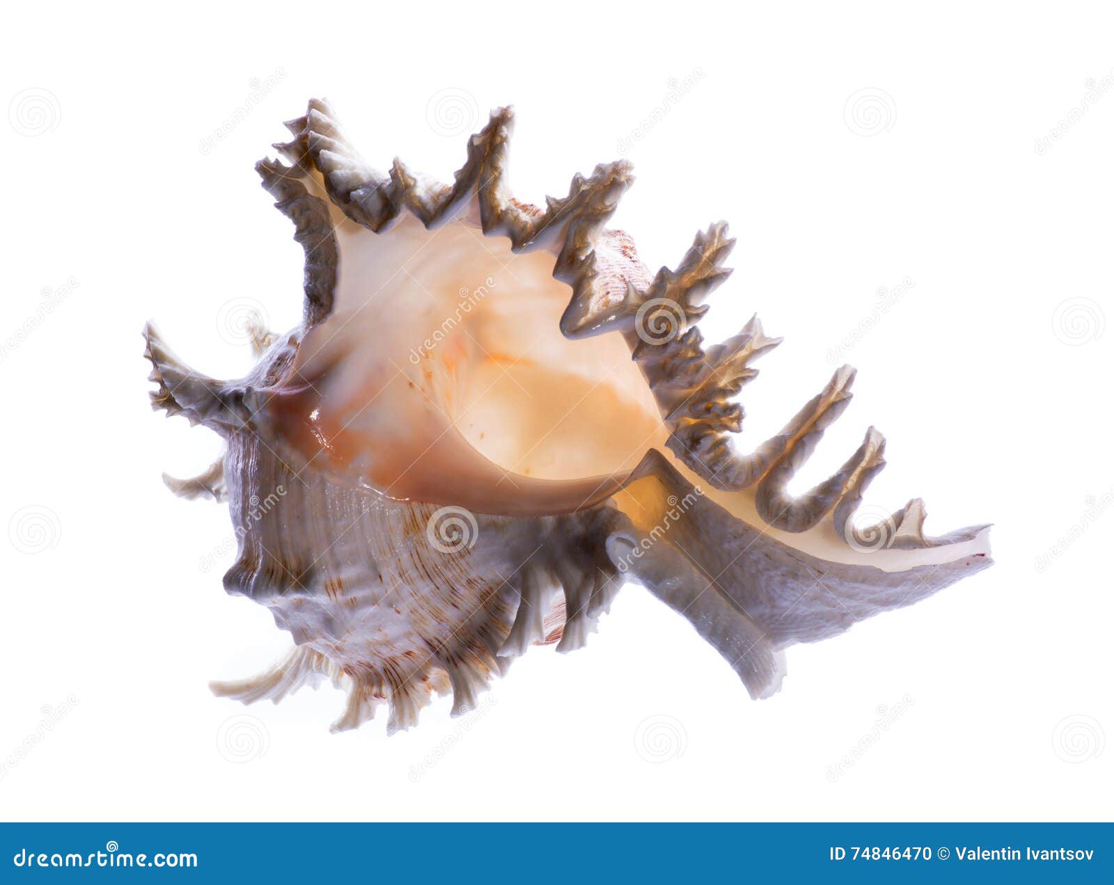 Big Sea shell stock photo. Image of calcium, exterior - 74846470
