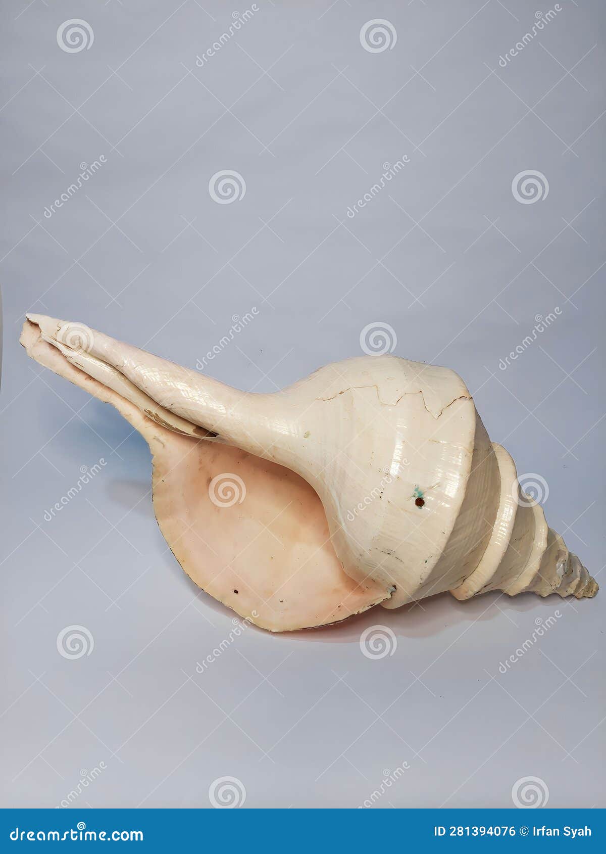 Big Sea Shell on White Background Stock Photo - Image of shell ...