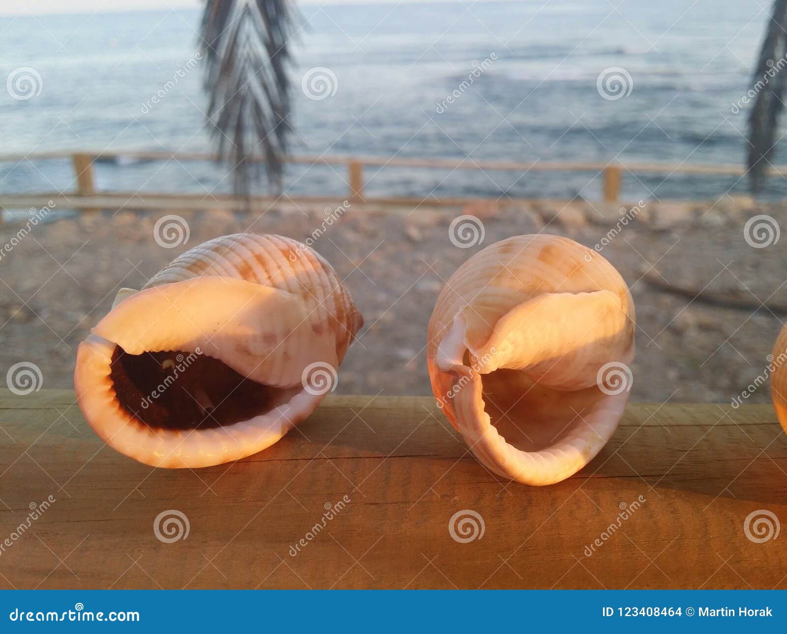 Big sea shells stock photo. Image of seaside, background - 123408464