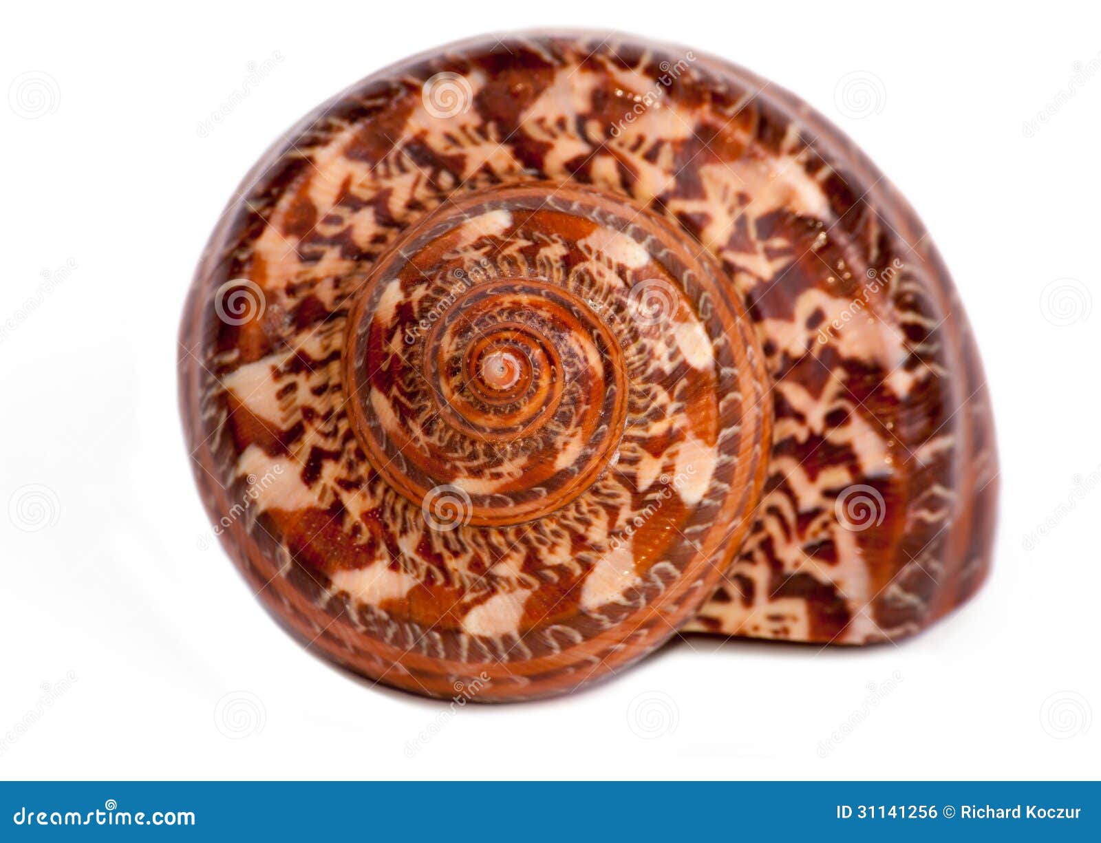 Big sea snail shell stock photo. Image of coast, beauty - 31141256