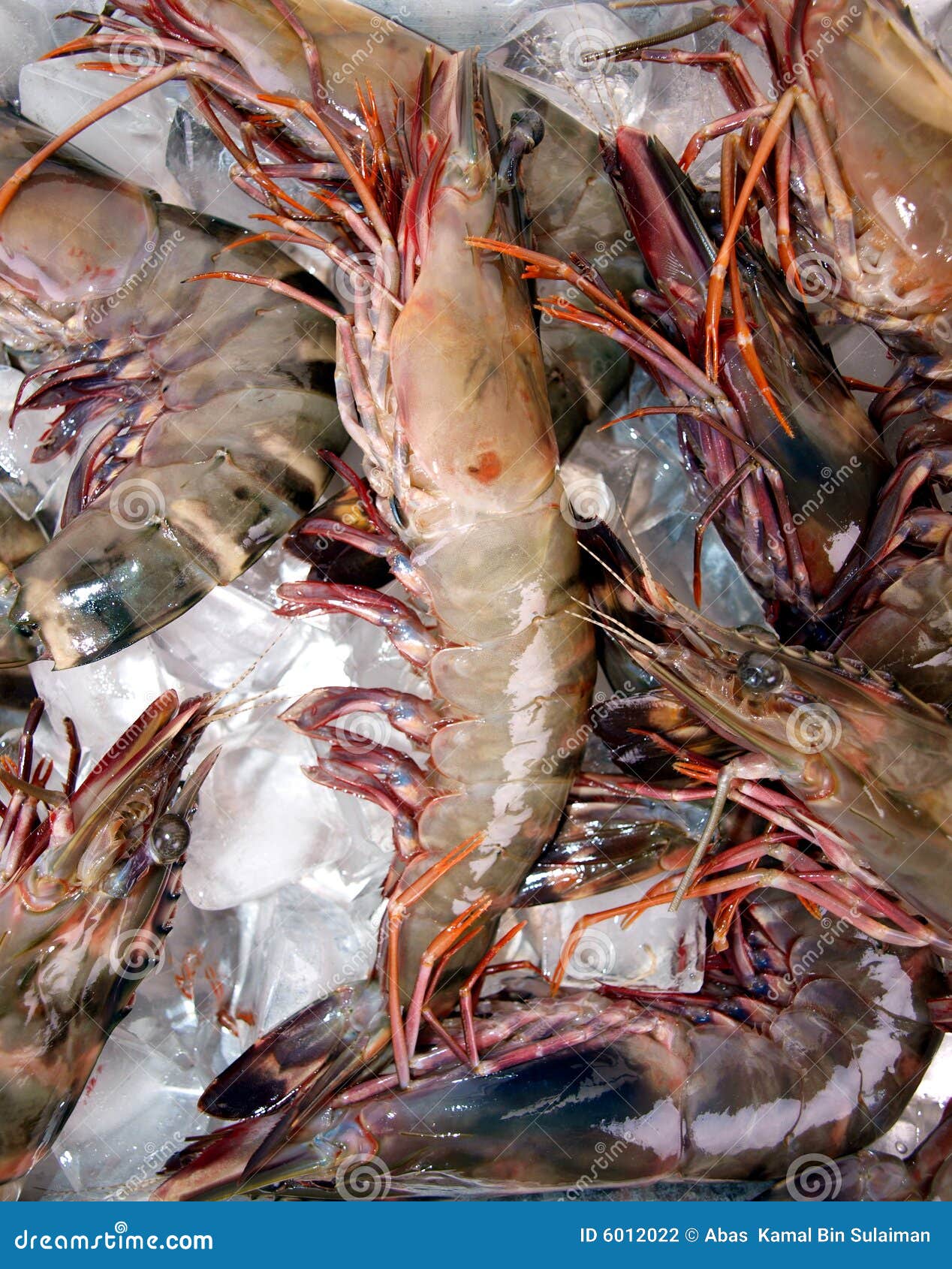 Prawns In Sea
