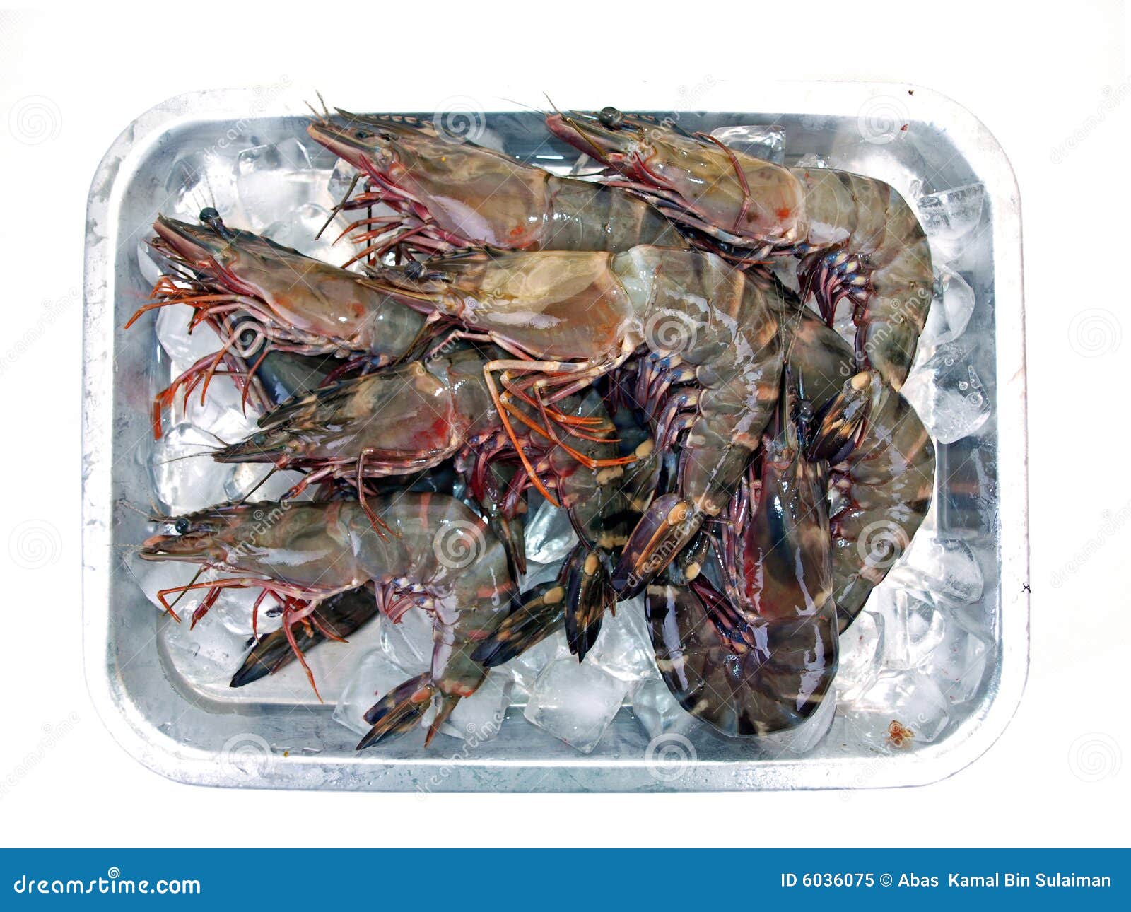 Big Sea Tiger Prawns Tray Six Stock Image - Image of size, ocean: 6036075