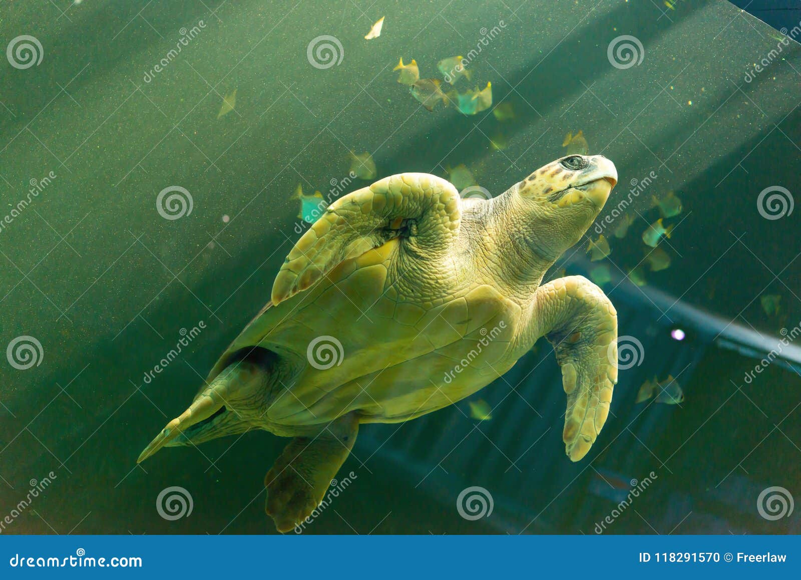 Sea turtle swimming stock photo. Image of freedom, reptile - 118291570