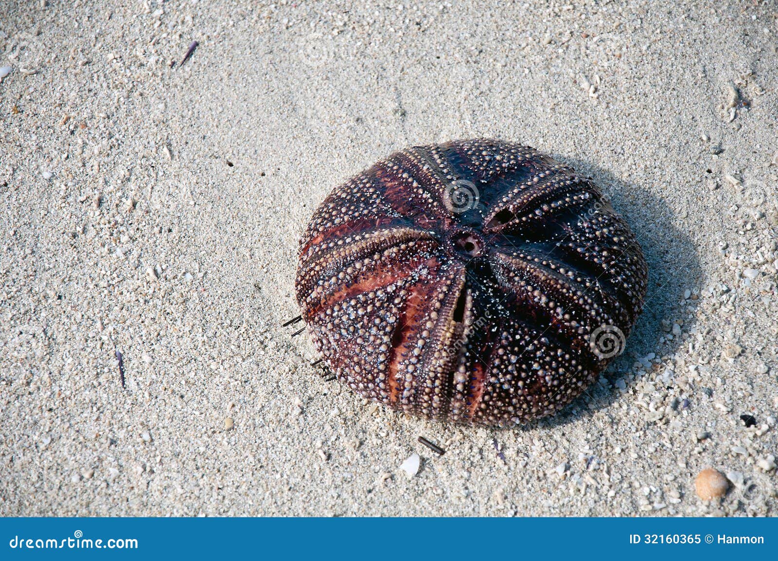 A big sea urchin stock image. Image of animal, exotic - 32160365