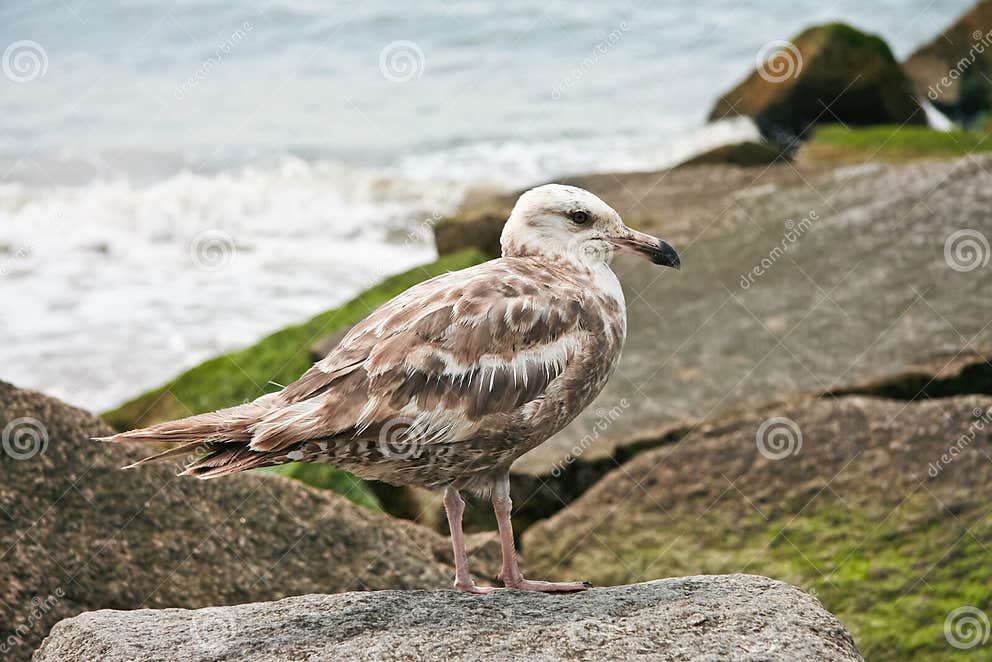 Big Seagull stock photo. Image of wildlife, island, animal - 37807822