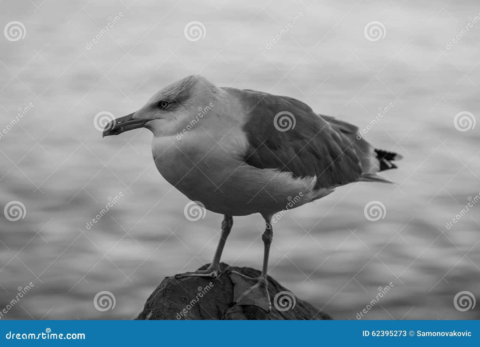 Big Seagull Bird Standing on the Rock Stock Image - Image of shore ...
