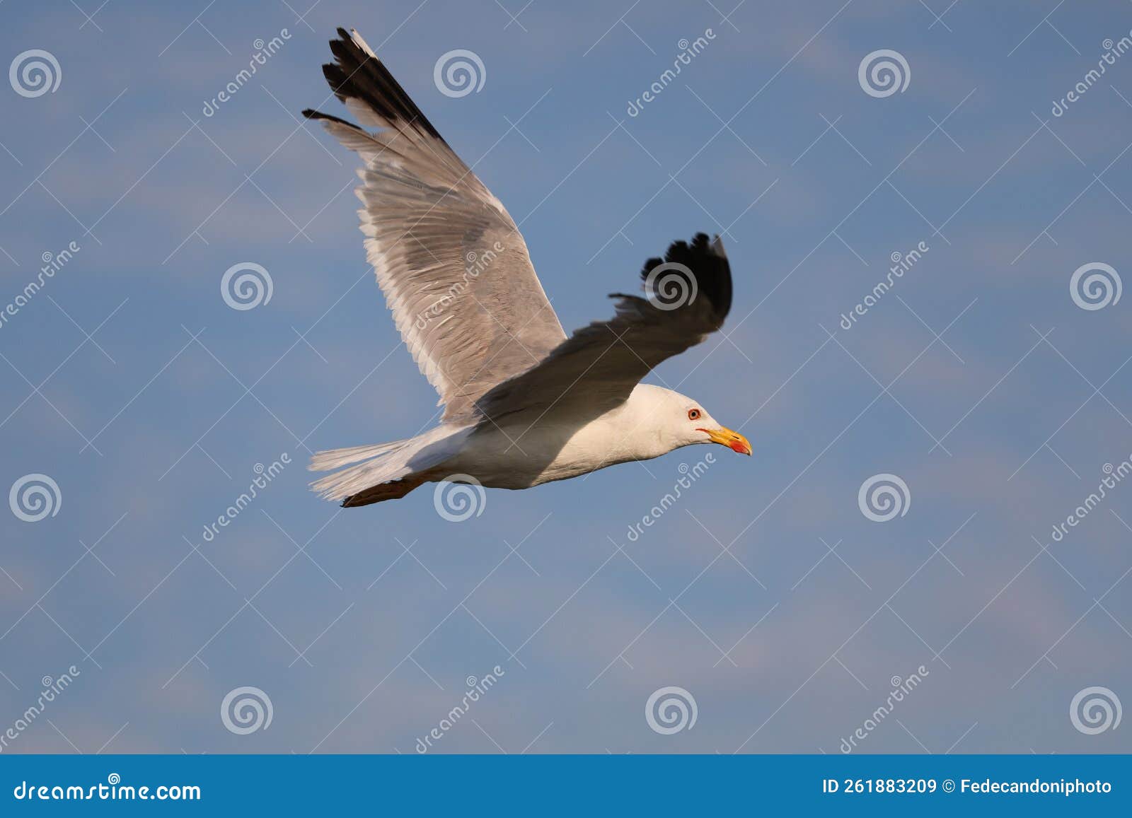 Big Seagull Flies High with Outstretched Wings in the Sky Stock Image ...