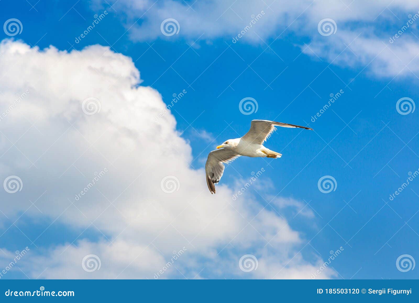 Big seagull in sky stock photo. Image of gliding, sunny - 185503120