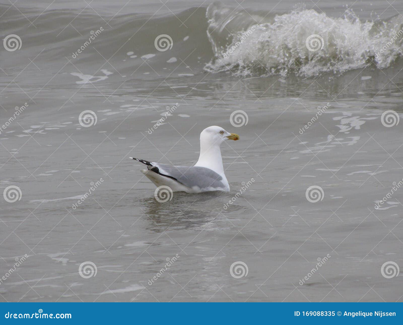 A Big Seagull Swims in the Sea with a Big Wave in Front Stock Image ...