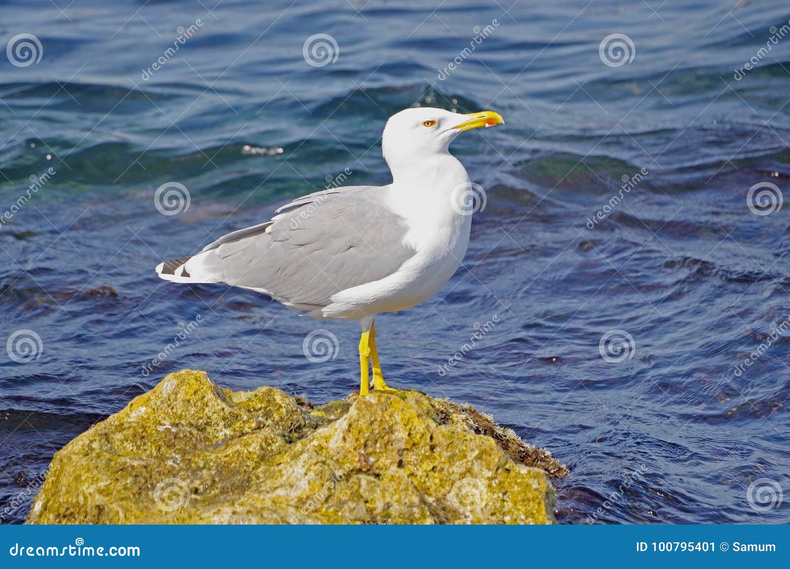 The big seagull stock image. Image of naturally, paradise - 100795401