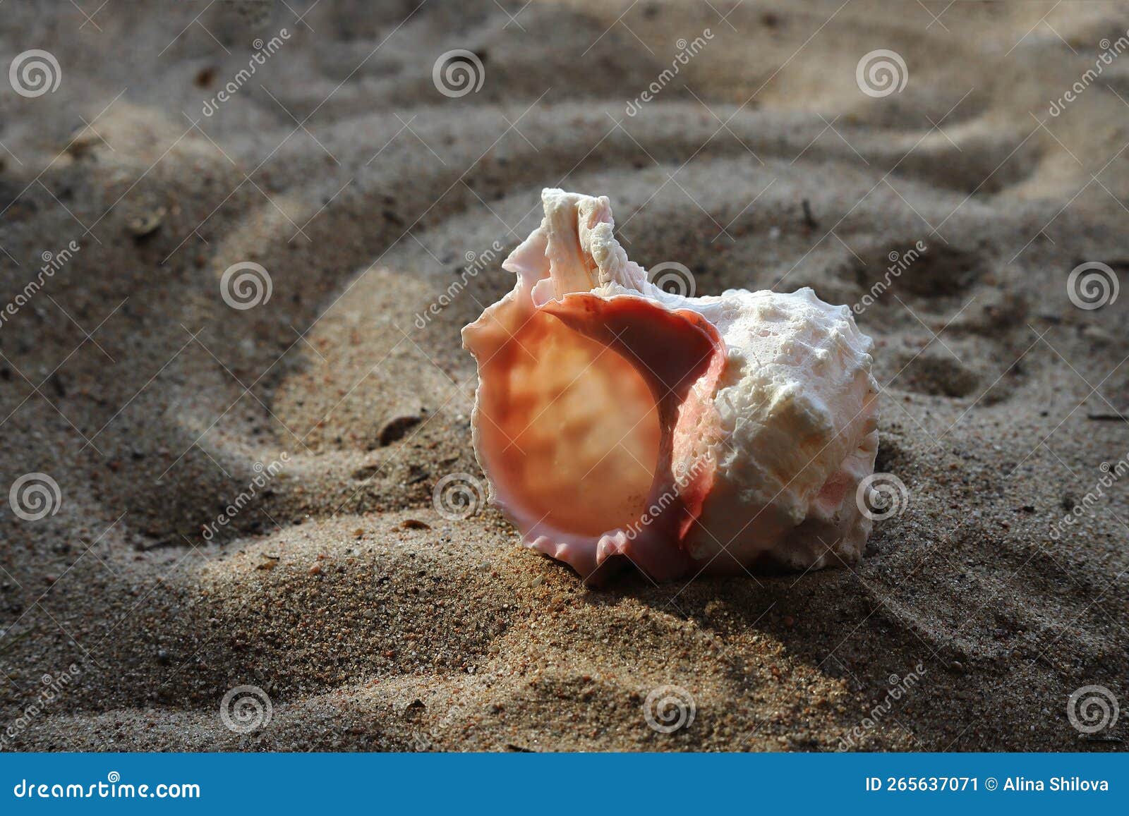 Big Seashell on the Beach Sand, Close Up Stock Image - Image of shore ...