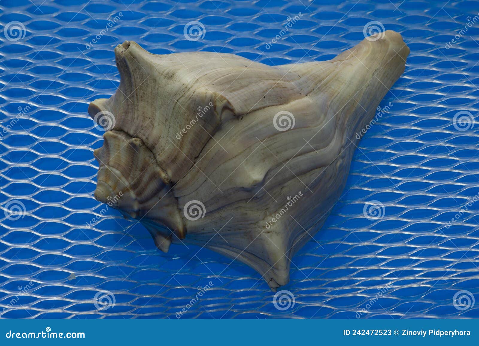 Big Seashell on a Blue Background Stock Image - Image of life, object ...