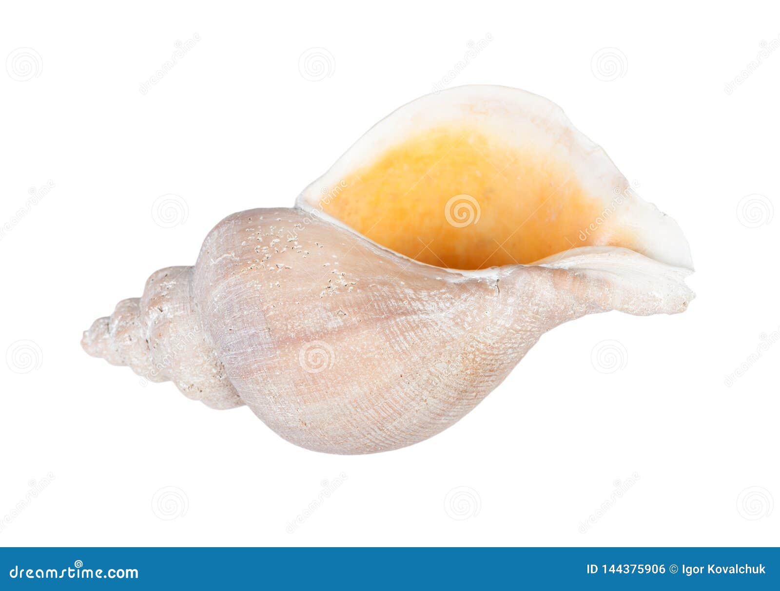Big seashell in close-up stock photo. Image of seashell - 144375906