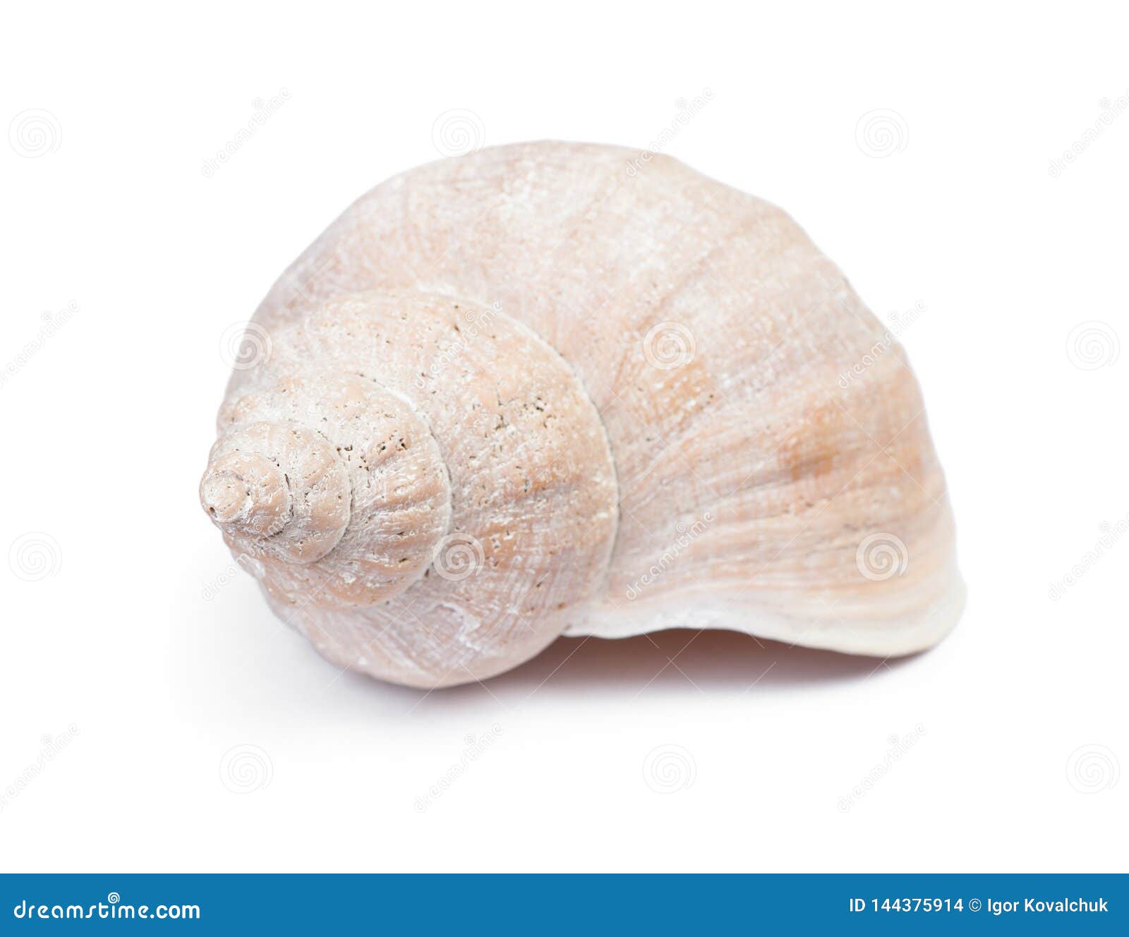 Big seashell in close-up stock photo. Image of isolated - 144375914