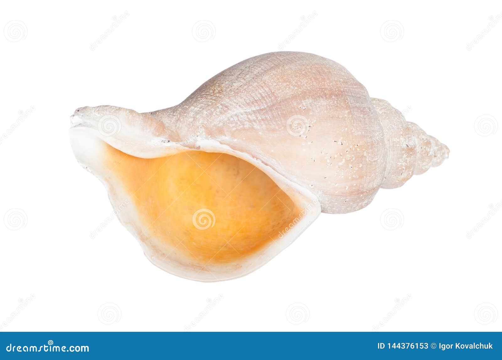 Big seashell in close-up stock image. Image of cockle - 144376153
